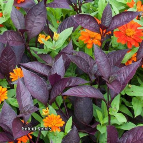 Calico Plant (Alternanthera dentata 'Rubiginosa') - Garden.org