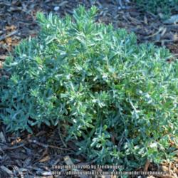 Fruity Germander (Teucrium cossonii) - Garden.org