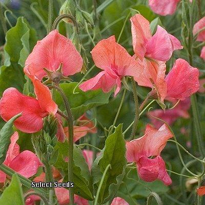 Photo of the bloom of Sweet Pea (Lathyrus odoratus 'Prince of Orange ...