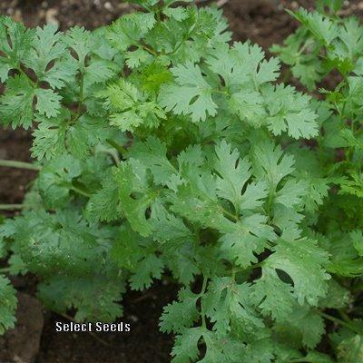 Cilantros: Plant Care and Collection of Varieties - Garden.org