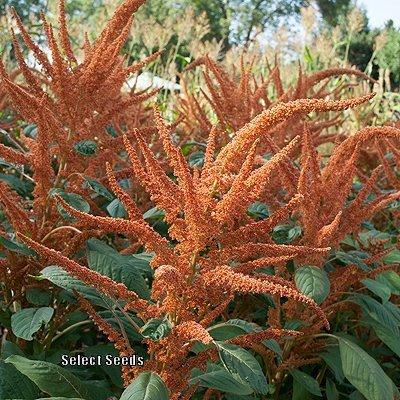 Amaranth (Amaranthus hypochondriacus 'Chinese Giant Orange') - Garden.org