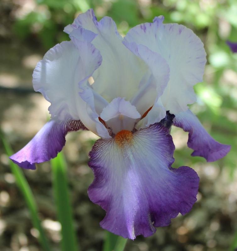 Tall Bearded Iris (Iris 'Alpine Castle') in the Irises Database ...