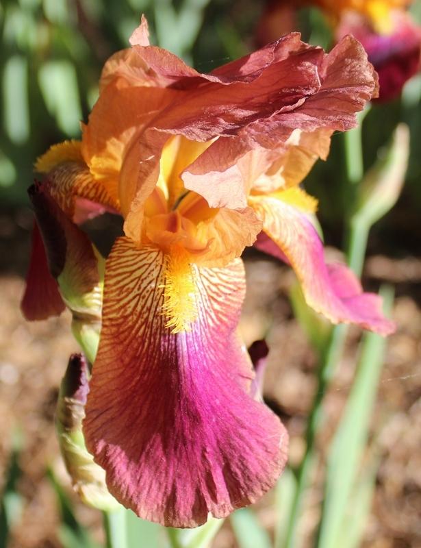 Tall Bearded Iris (Iris 'Autumn Rosemist') in the Irises Database ...