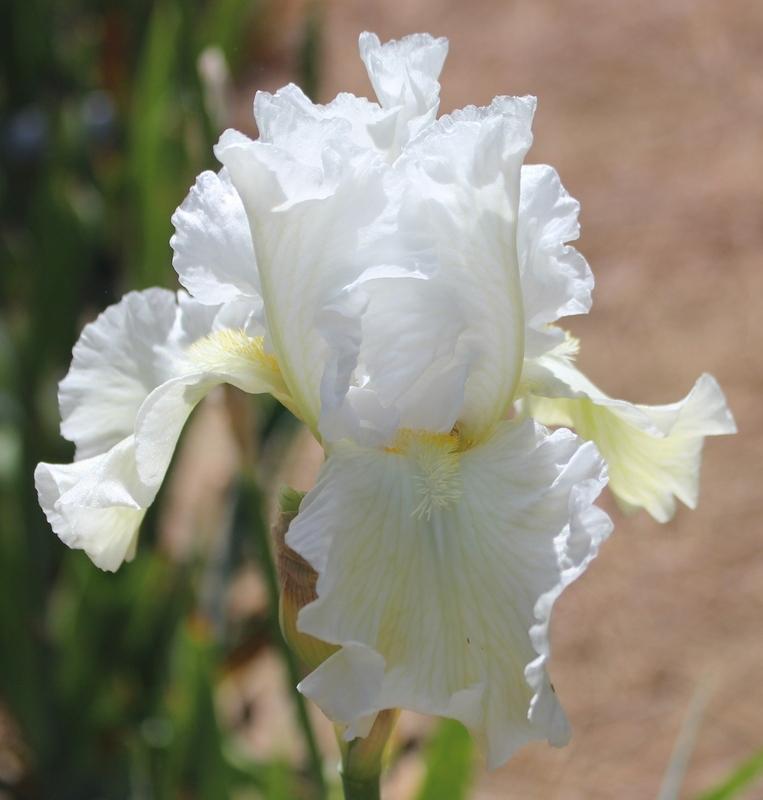 Tall Bearded Iris (Iris 'Angel Unawares') in the Irises Database ...