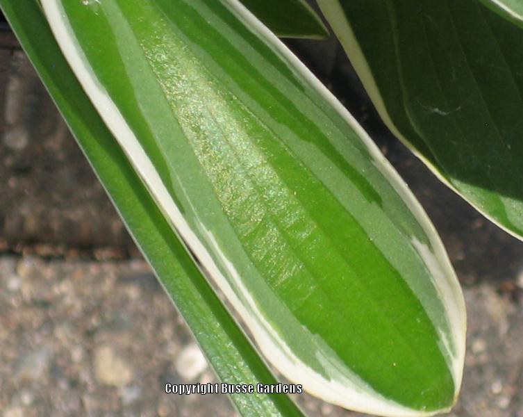 Hosta 'See Saw' in the Hostas Database - Garden.org