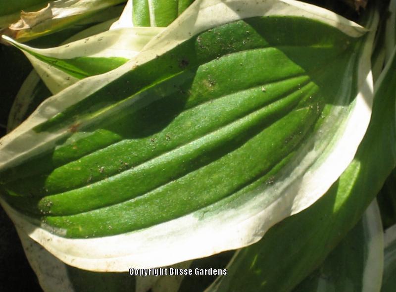 Hosta 'Silver Halo' in the Hostas Database - Garden.org