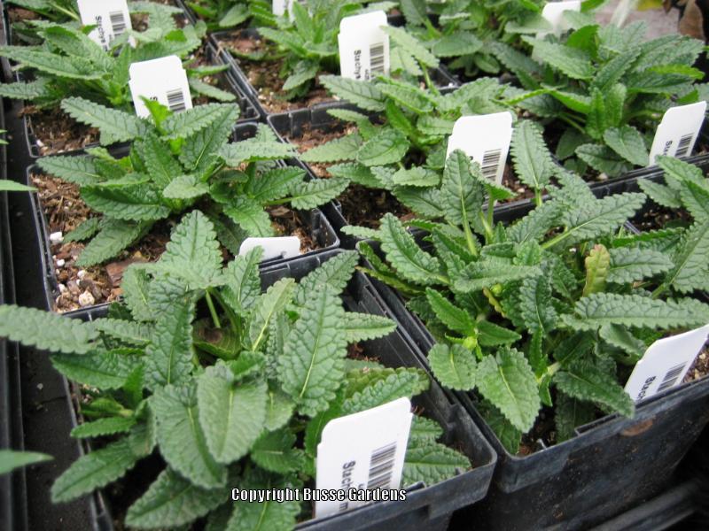 Lamb's Ear (Stachys minor) in the Lamb's Ears Database - Garden.org