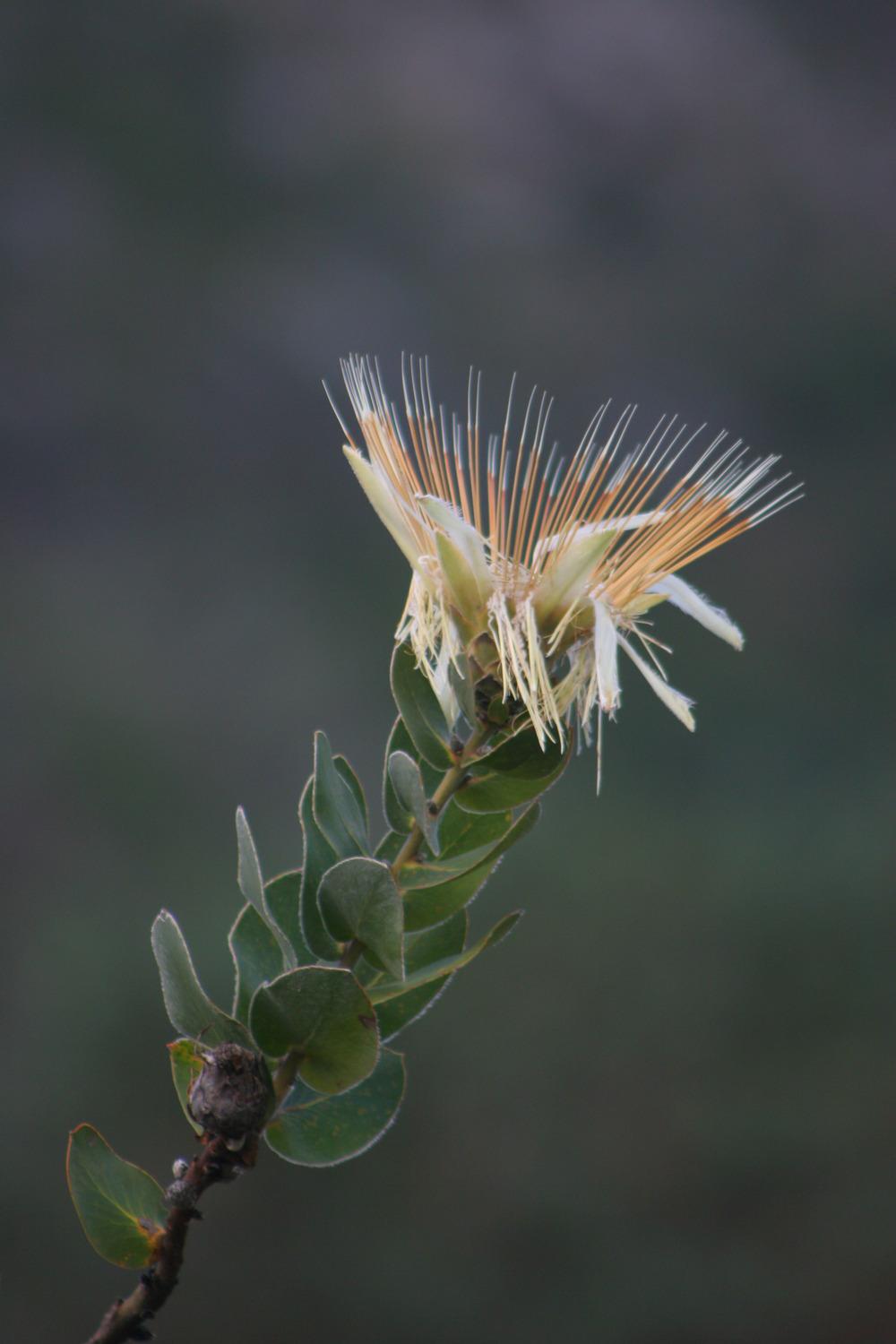 Long-Bud Sugarbush (Protea aurea) - Garden.org