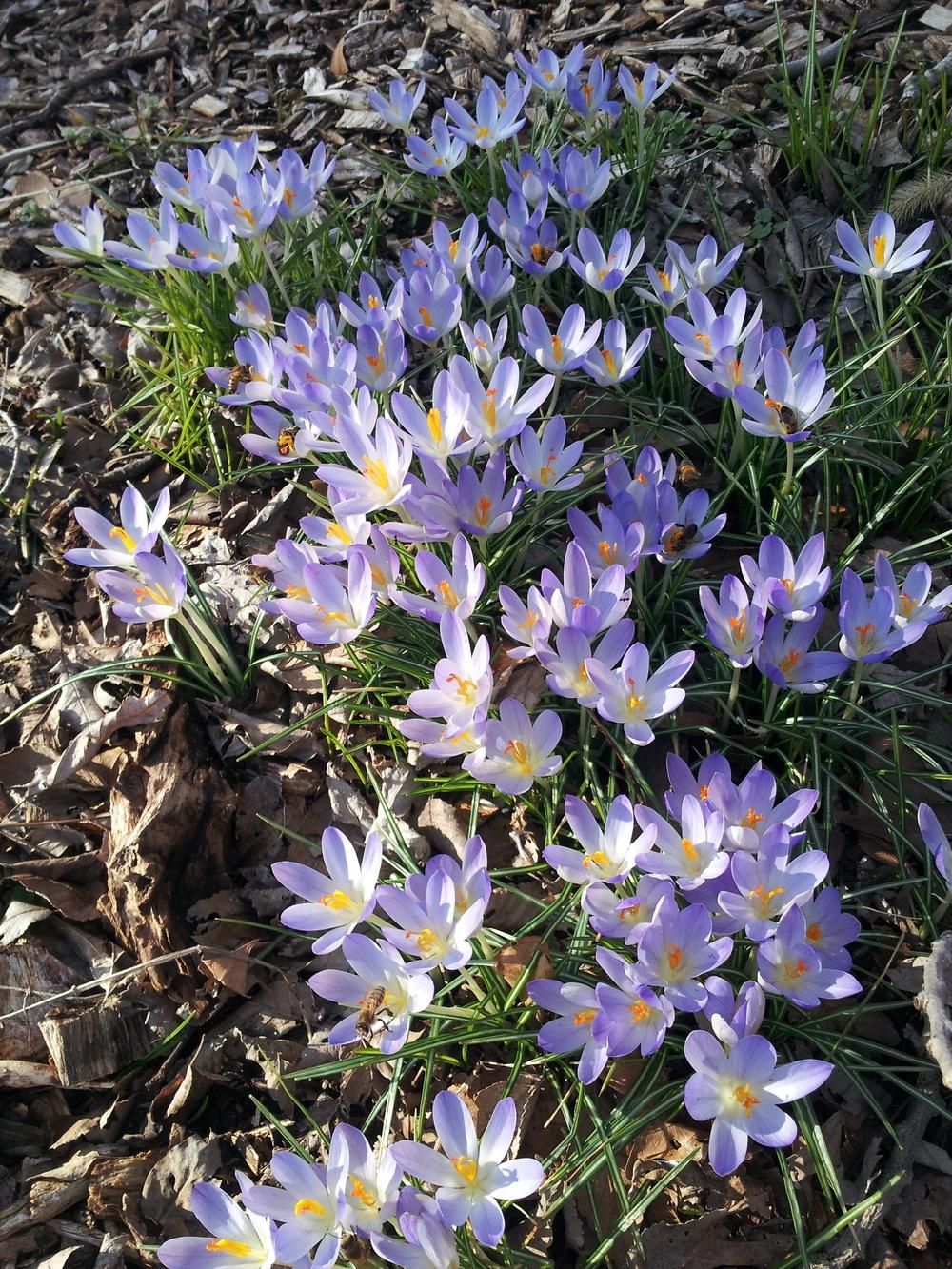 Crocus: Plant Care and Collection of Varieties - Garden.org