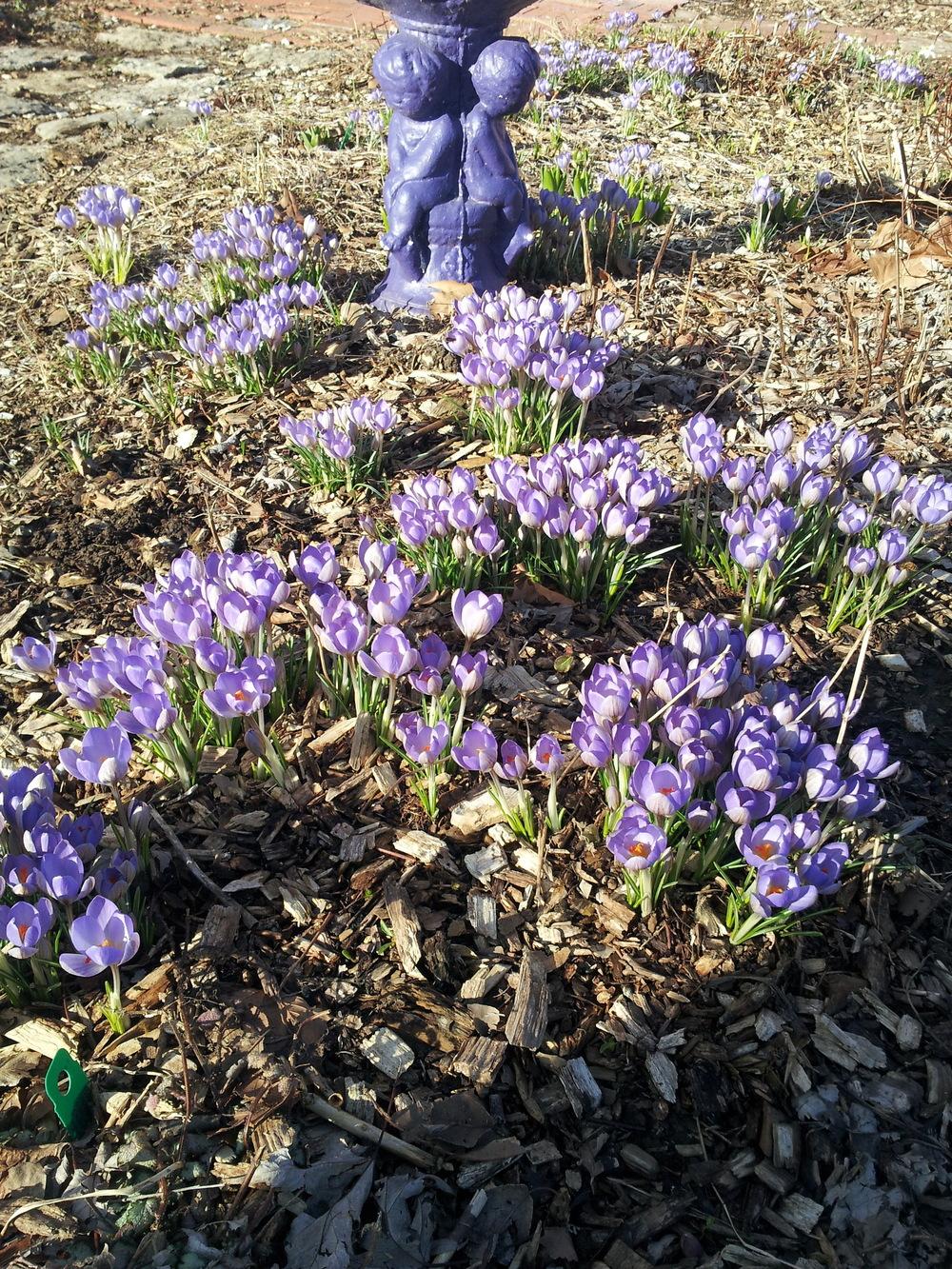 Blooming Bulbs 2015 in the Bulbs forum - Garden.org