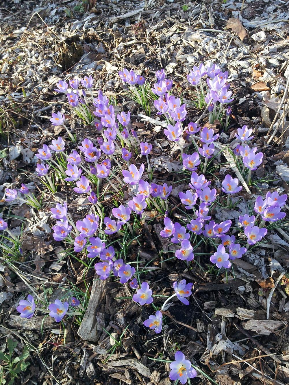 Crocus: Plant Care and Collection of Varieties - Garden.org