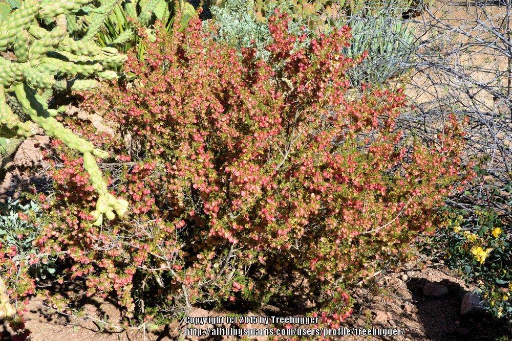 Brilliant Hopbush (Dodonaea microzyga) - Garden.org