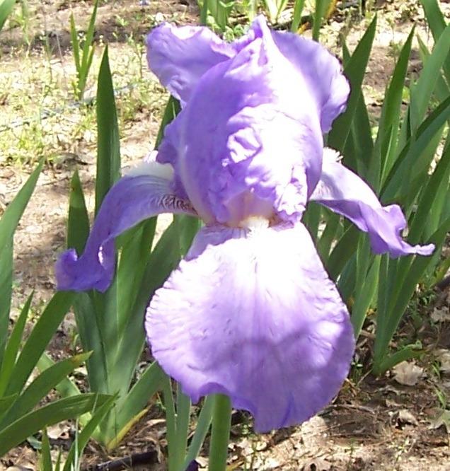 Tall Bearded Iris (Iris 'Blue Hawaii') in the Irises Database - Garden.org