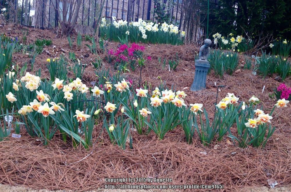 Blooming Bulbs 2015 in the Bulbs forum - Garden.org