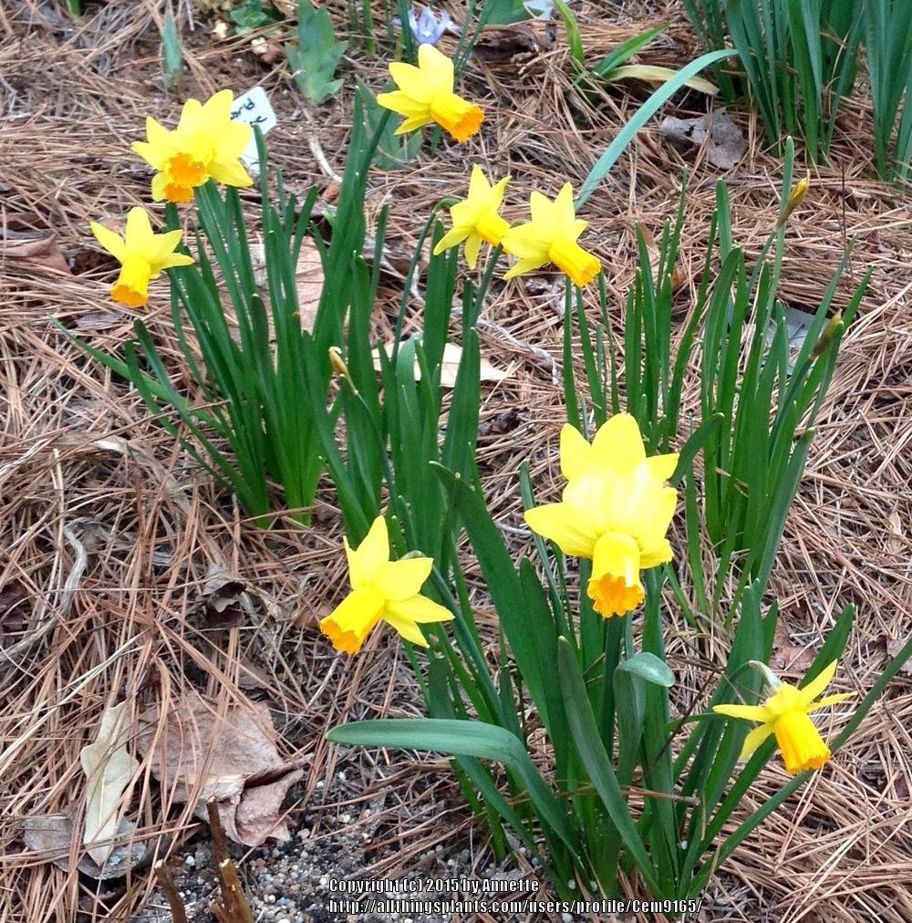 Blooming Bulbs 2015 in the Bulbs forum - Garden.org