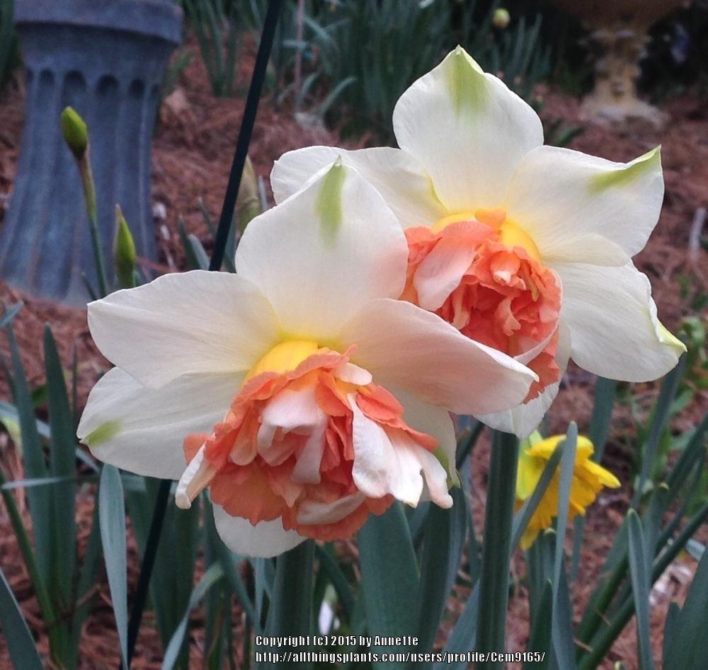 Photo of the bloom of Double Daffodil (Narcissus 'Candy Princess ...