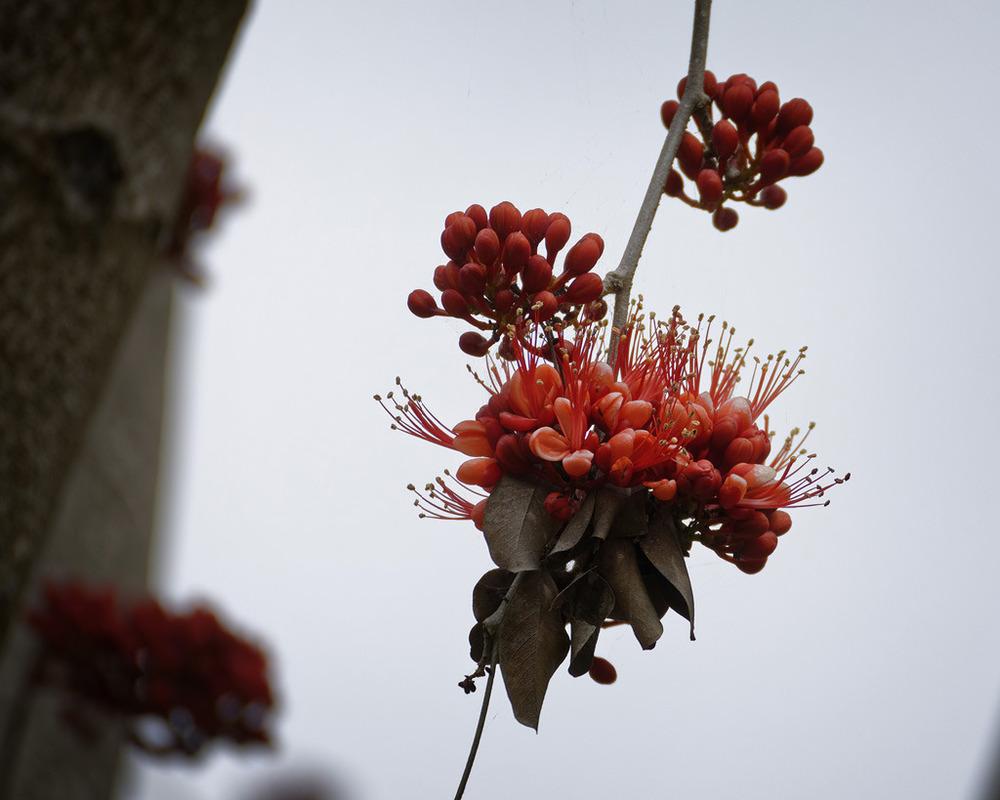 Fairchild's Folly (Phyllocarpus septentrionalis) - Garden.org
