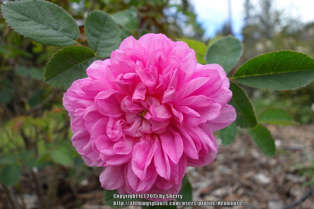 Rose (Rosa 'St. Elisabeth of Hungary') in the Roses Database - Garden.org