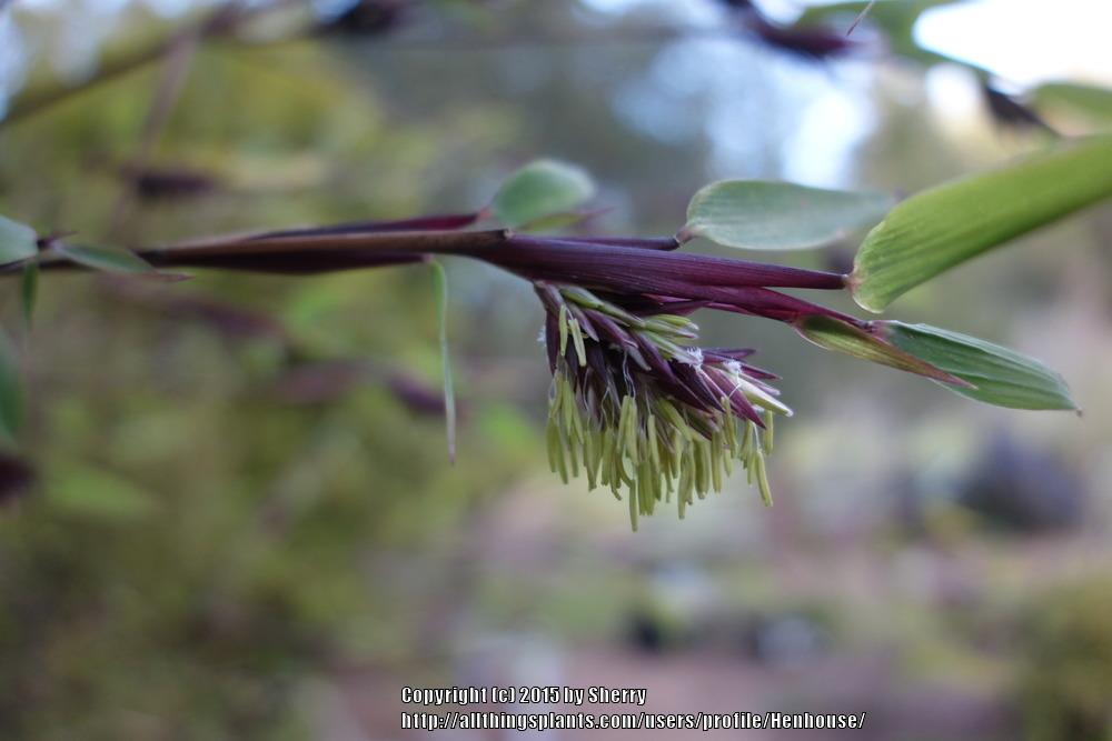 Blue Fountain Bamboo (Fargesia nitida) - Garden.org