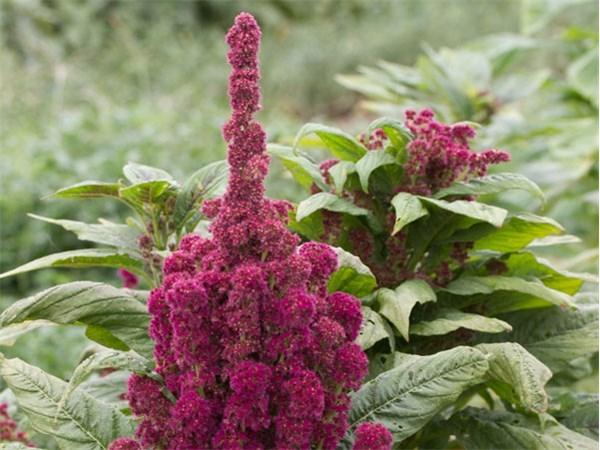 Photo of the entire plant of Elephant Head Amaranth (Amaranthus ...