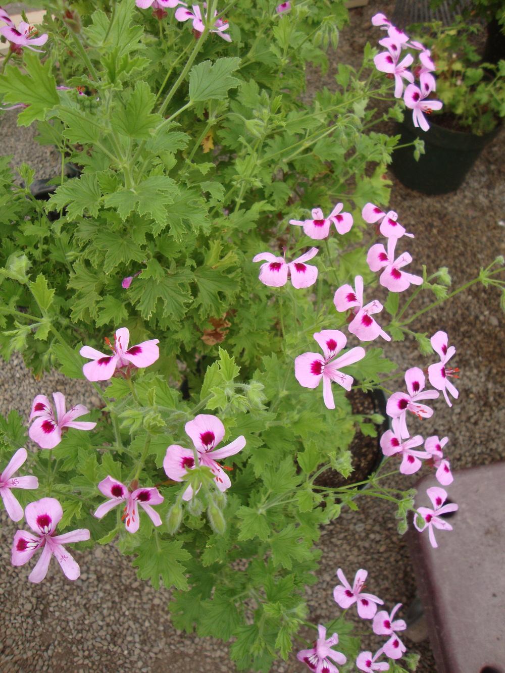 Photo of the leaves of Scented Geranium (Pelargonium citronellum 'Mabel ...