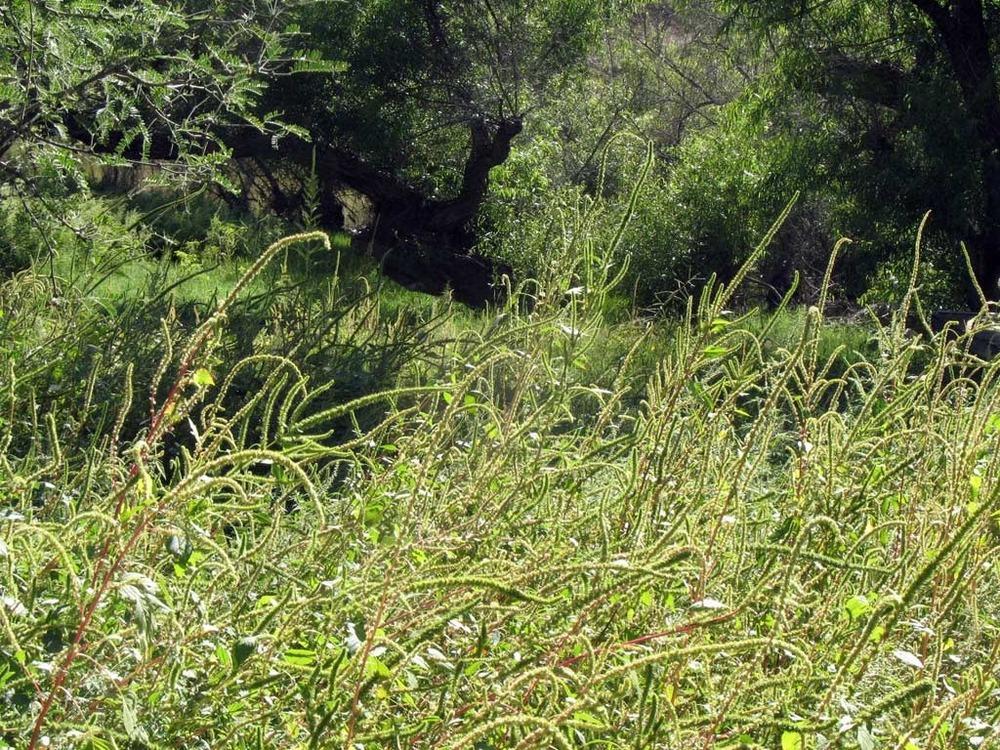 Palmer's Amaranth (Amaranthus palmeri) - Garden.org