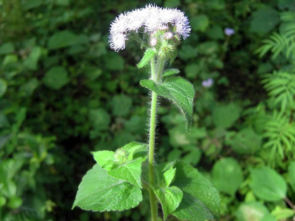 Photo of the stem, scape, stalk or bark of Billy Goat Weed (Ageratum ...