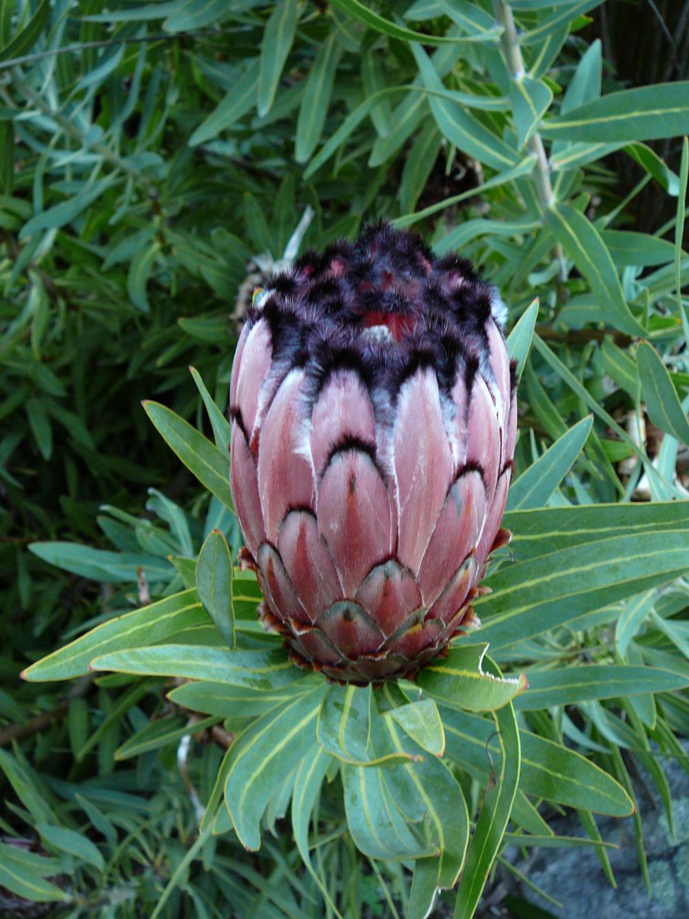 Protea Neriifolia