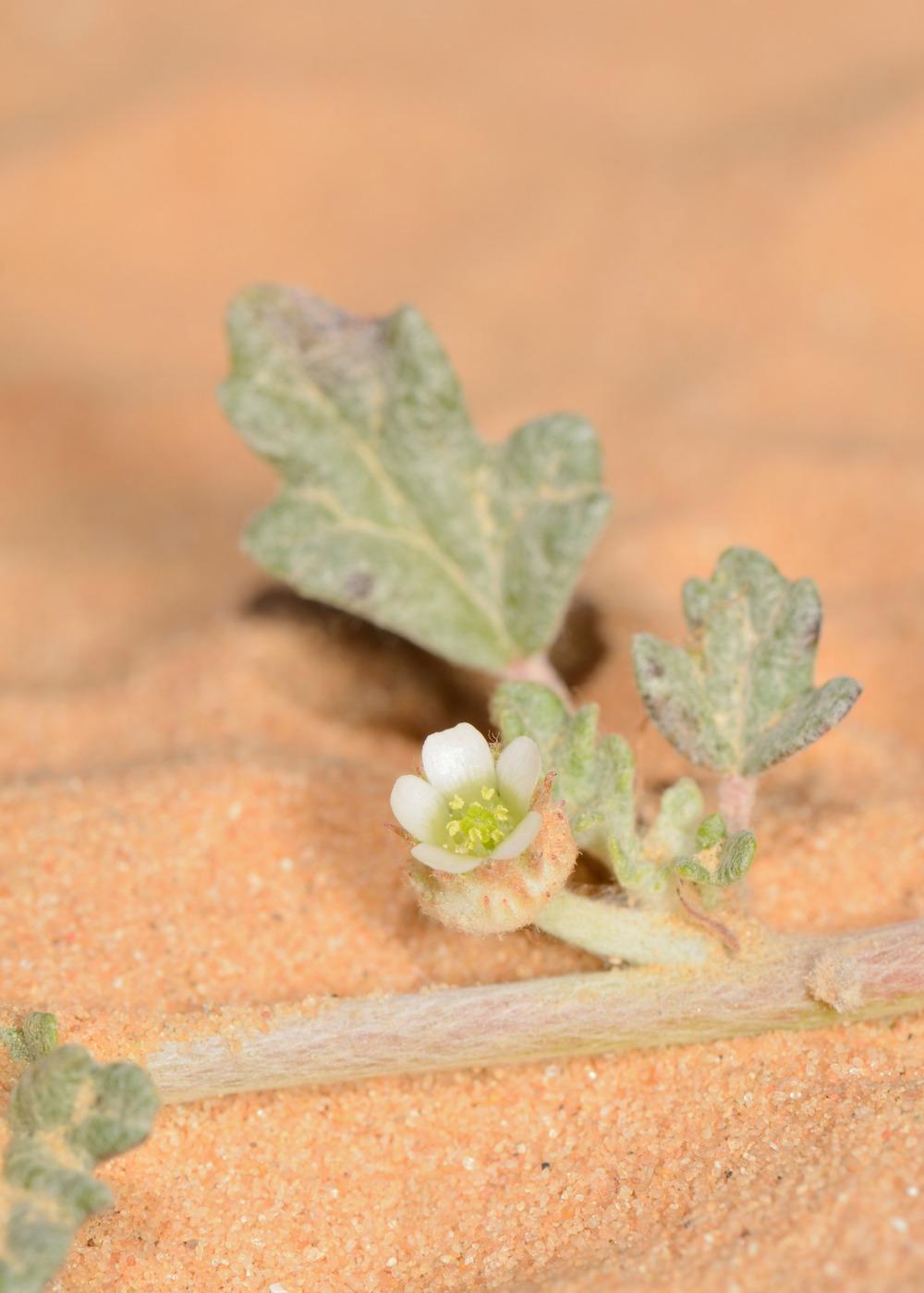 Neurada procumbens - Garden.org