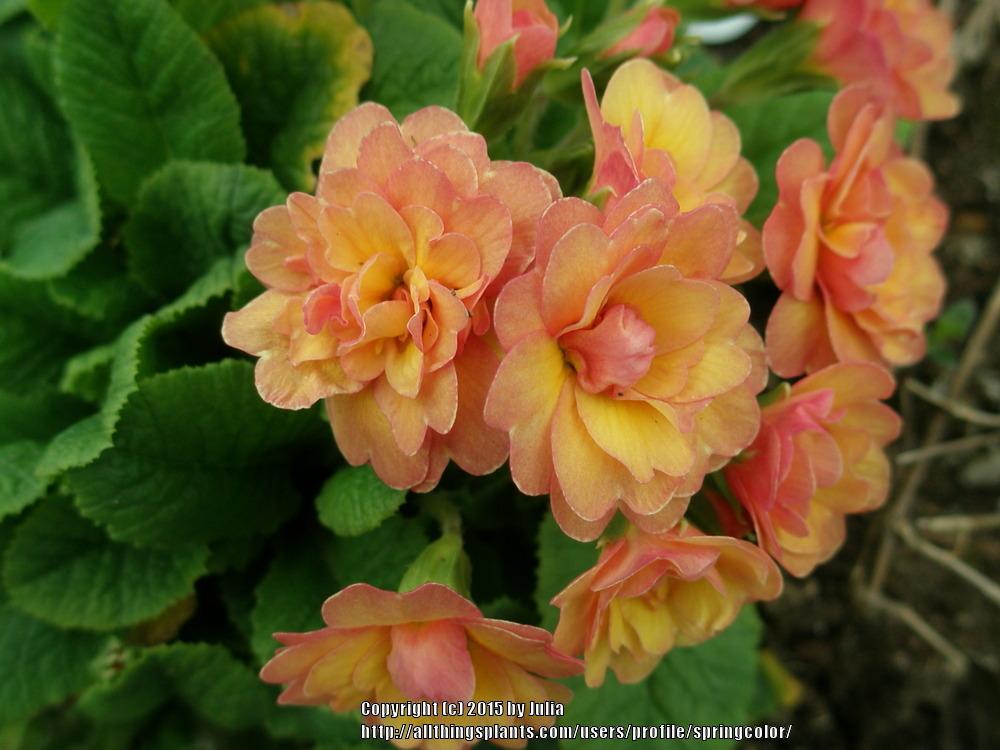 English Primrose (Primula vulgaris 'Ken Dearman') in the Primroses ...