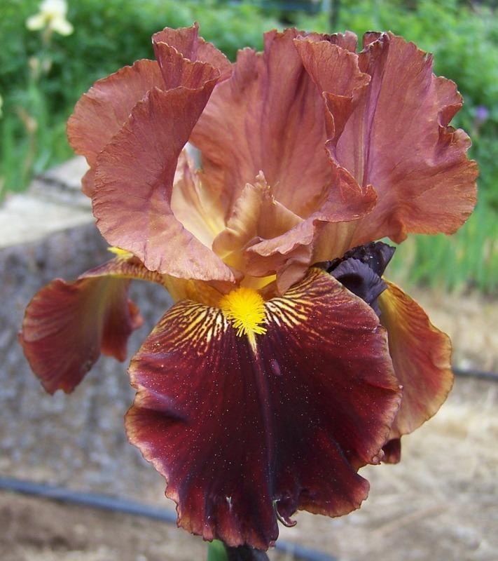 Tall Bearded Iris (Iris 'Bold Logic') in the Irises Database - Garden.org