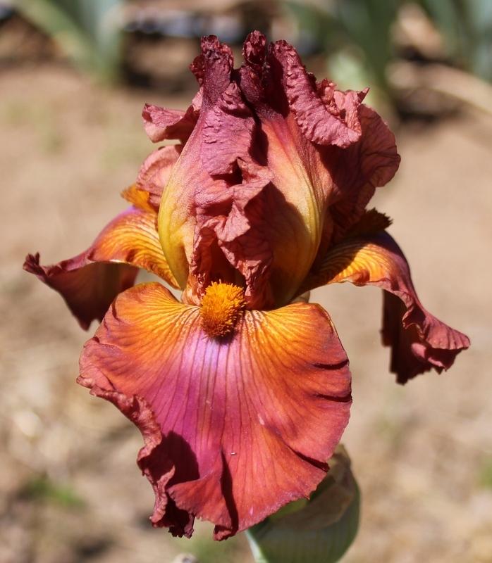 Tall Bearded Iris (Iris 'Brown Sugar') in the Irises Database - Garden.org