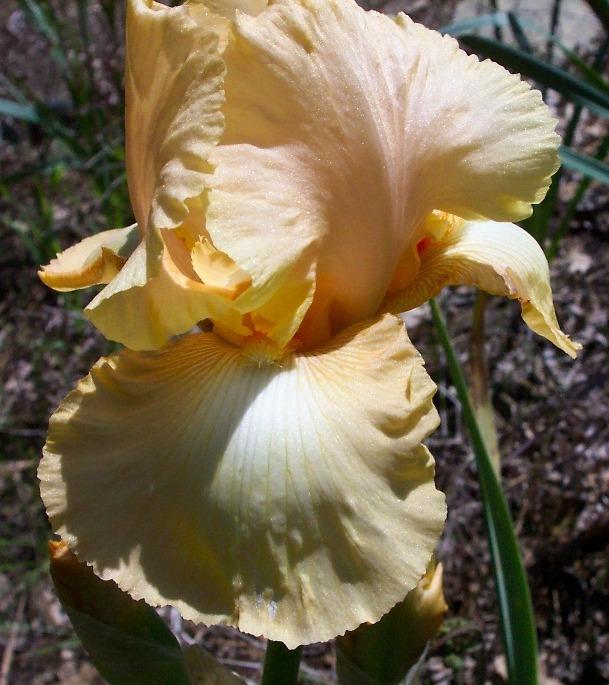 Tall Bearded Iris (Iris 'Blushing Diana') in the Irises Database ...