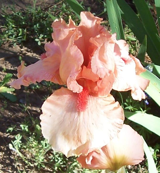 Tall Bearded Iris (Iris 'Blushing Duchess') in the Irises Database ...