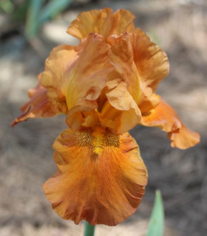 Tall Bearded Iris (Iris 'Bronze Bell') in the Irises Database - Garden.org