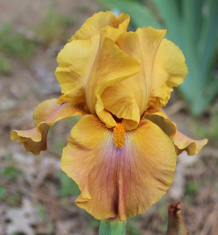 Tall Bearded Iris (Iris 'Brass Trio') in the Irises Database - Garden.org