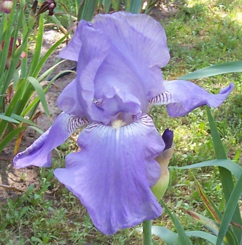 Photo of the bloom of Tall Bearded Iris (Iris 'Bluebird Blue') posted by Calif_Sue - Garden.org