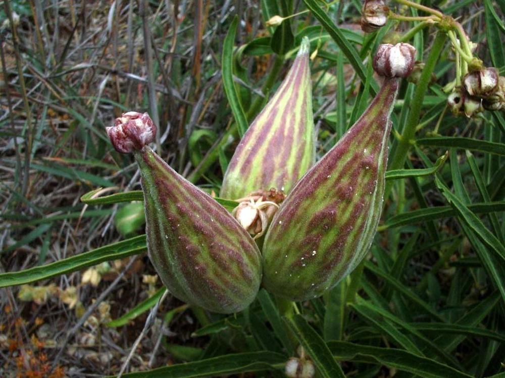 Photo of the fruit of Antelope Horns (Asclepias asperula) posted by ...