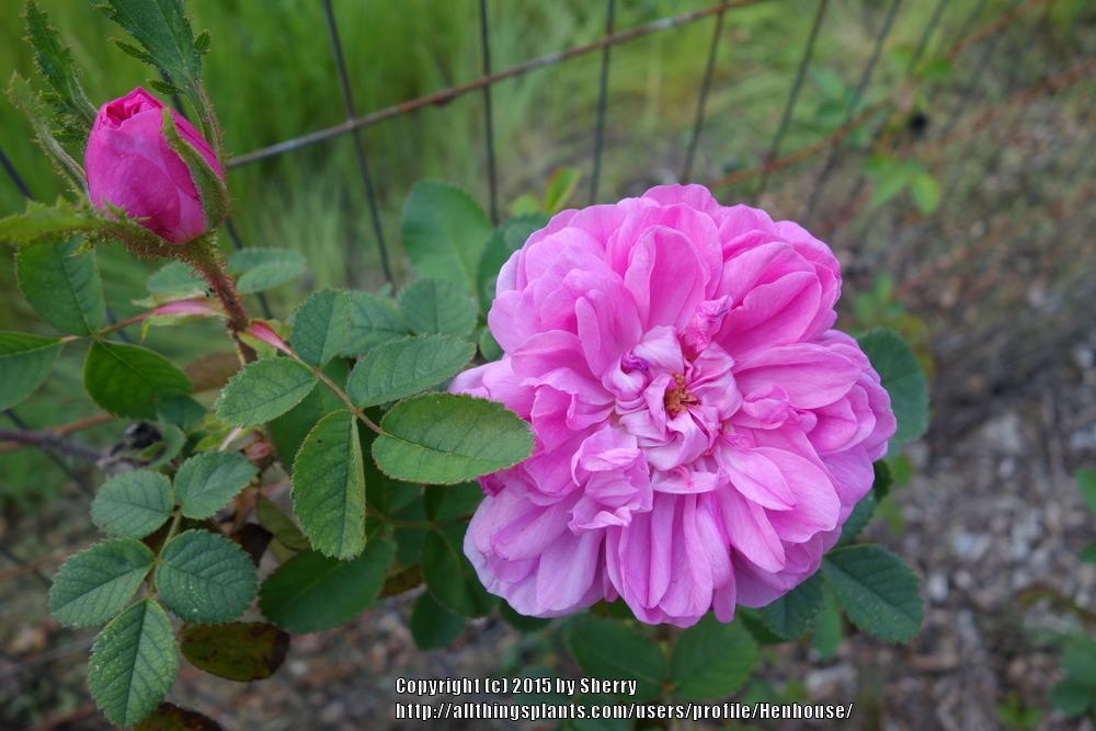 Photo of the bloom of Rose (Rosa 'Salet') posted by Henhouse - Garden.org