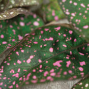 Polka-Dot Plant (Hypoestes phyllostachya 'Confetti Pink') - Garden.org