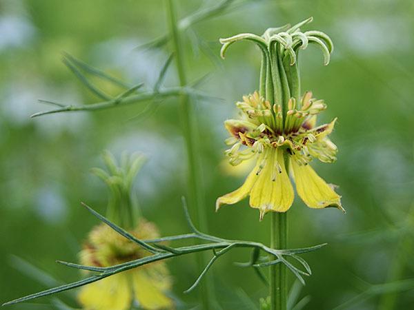Photo of the bloom of Nigella (Nigella orientalis 'Transformer') posted ...