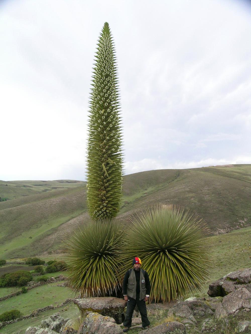 Queen Of The Andes Puya Raimondii