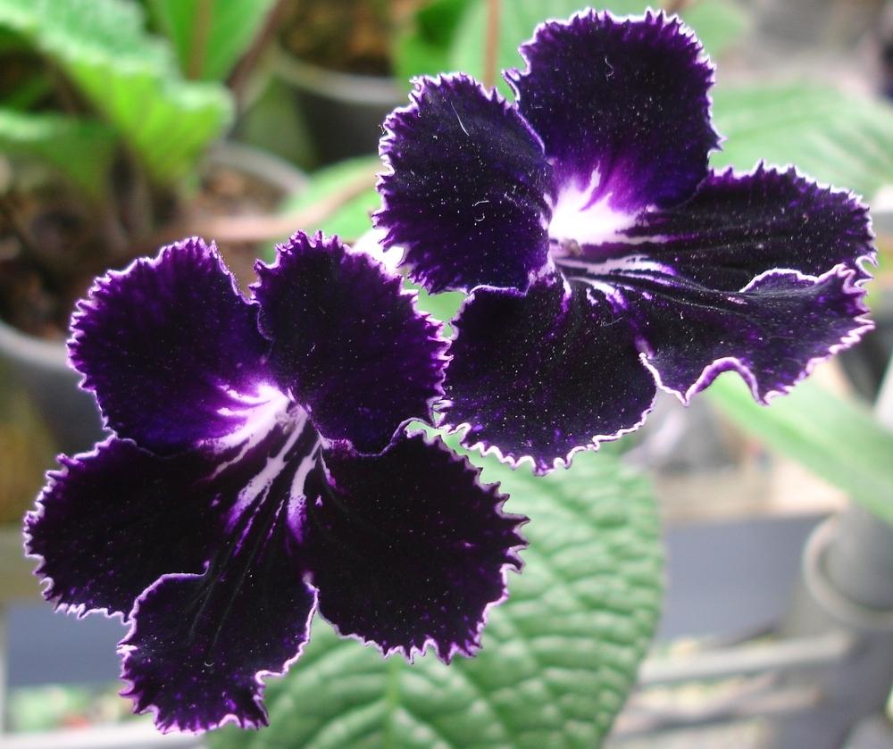 Cape Primrose (Streptocarpus 'Ink Blot') in the Cape Primroses Database ...