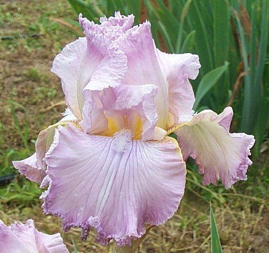 Tall Bearded Iris (Iris 'Cabbage Patch Kid') in the Irises Database ...