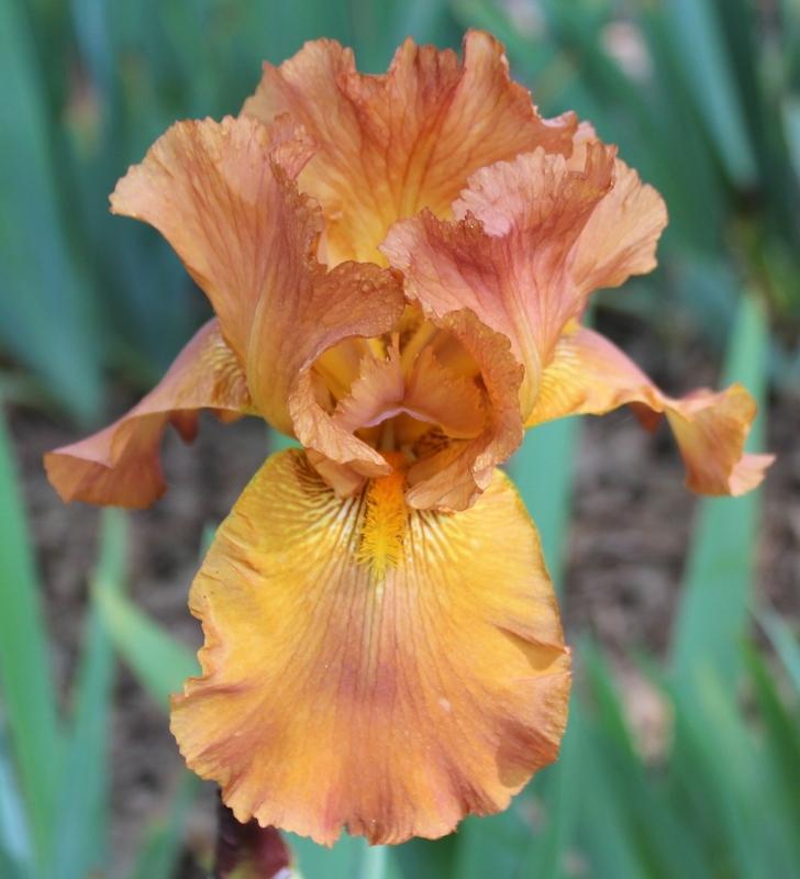 Photo of the bloom of Tall Bearded Iris (Iris 'Cable Car') posted by ...