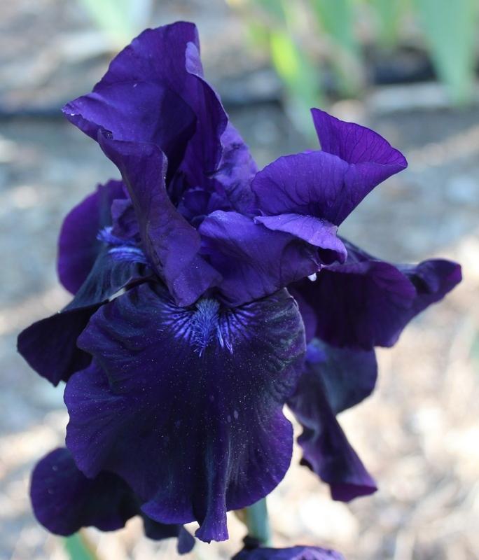 Tall Bearded Iris (Iris 'By Night') in the Irises Database - Garden.org