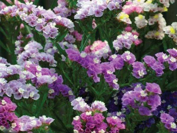 Statice (Limonium sinuatum 'Pastel Shades') - Garden.org