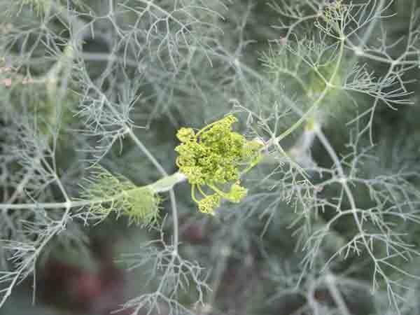Dill (Anethum graveolens 'Elephant Ear') in the Dills Database - Garden.org
