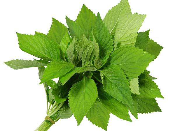 Photo of the leaves of Vietnamese Balm (Elsholtzia ciliata) posted by ...