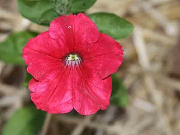 Petunia 'Fire Chief' in the Petunias Database - Garden.org